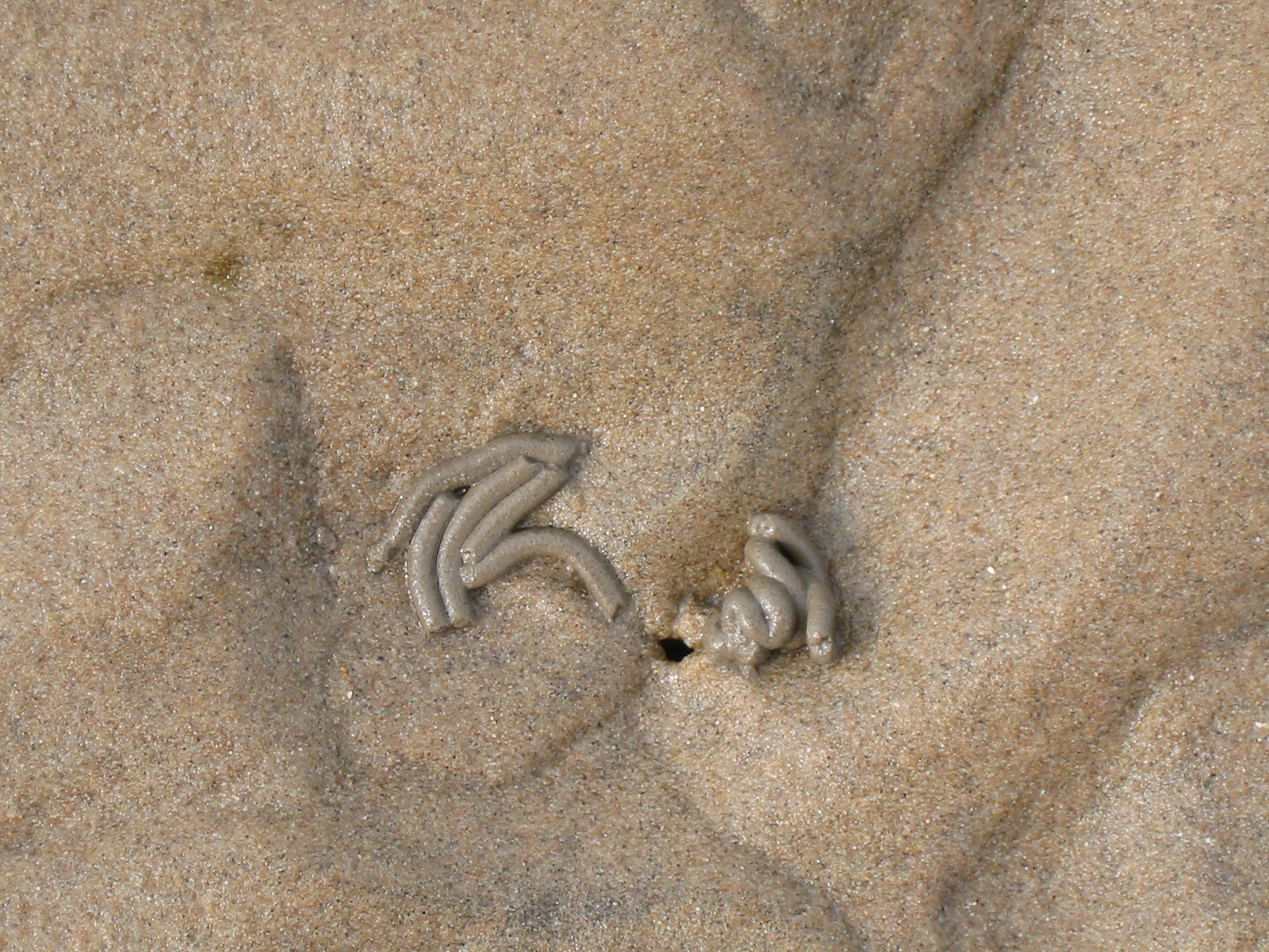 Blackpool Beach Sand Poop.jpg